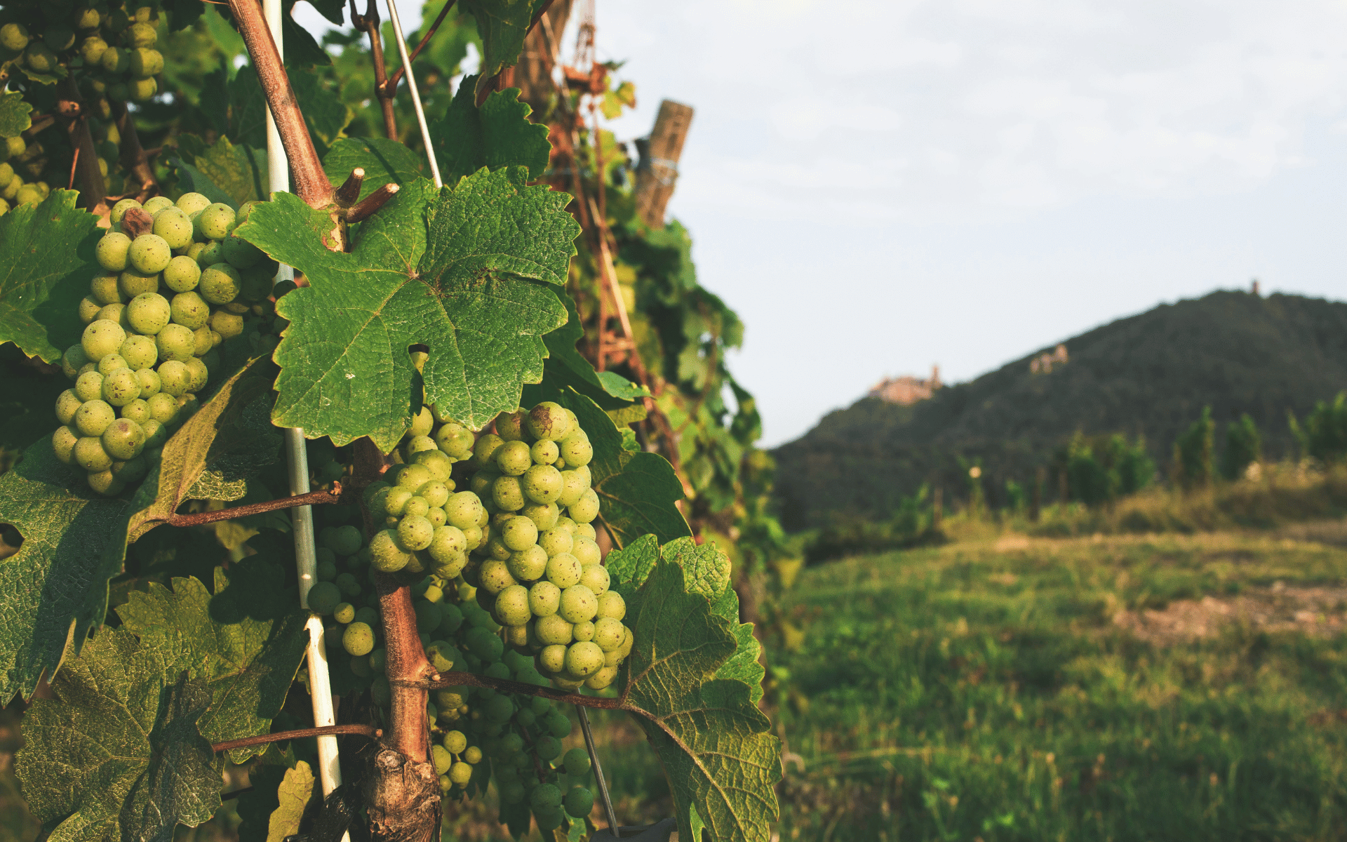 ALSACE MUSCAT - France of Gastronomy